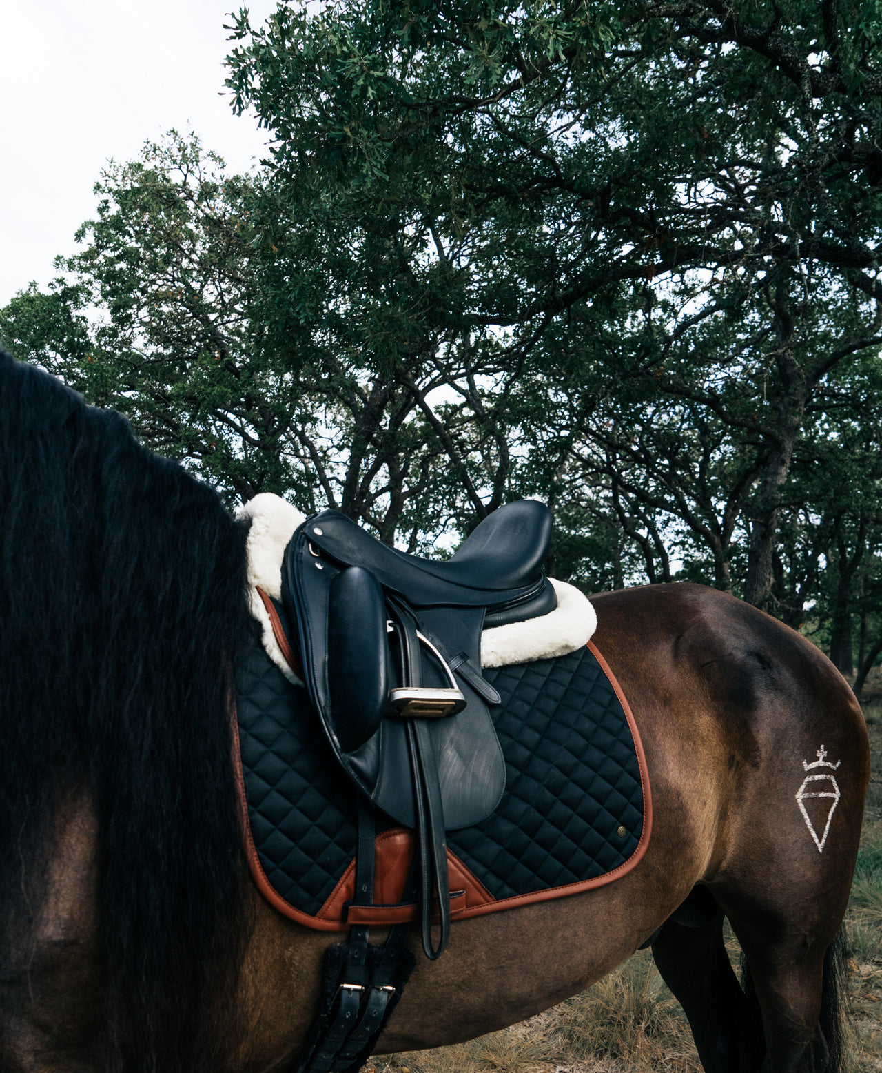 HALF PADS – Sixteen Cypress